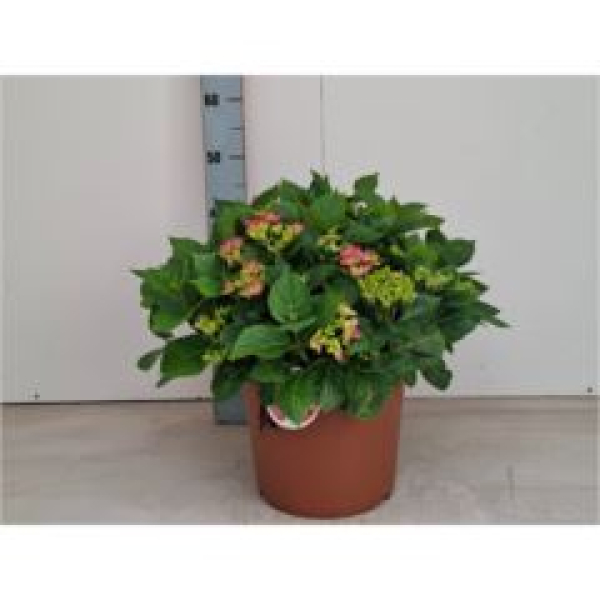 Trioflor-Shop - Hydrangea mac. Busch 'Early pink'